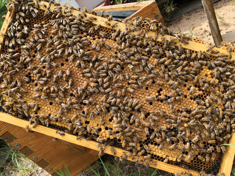 Seasonal Beekeeping Calendar - Backyard Beekeeping